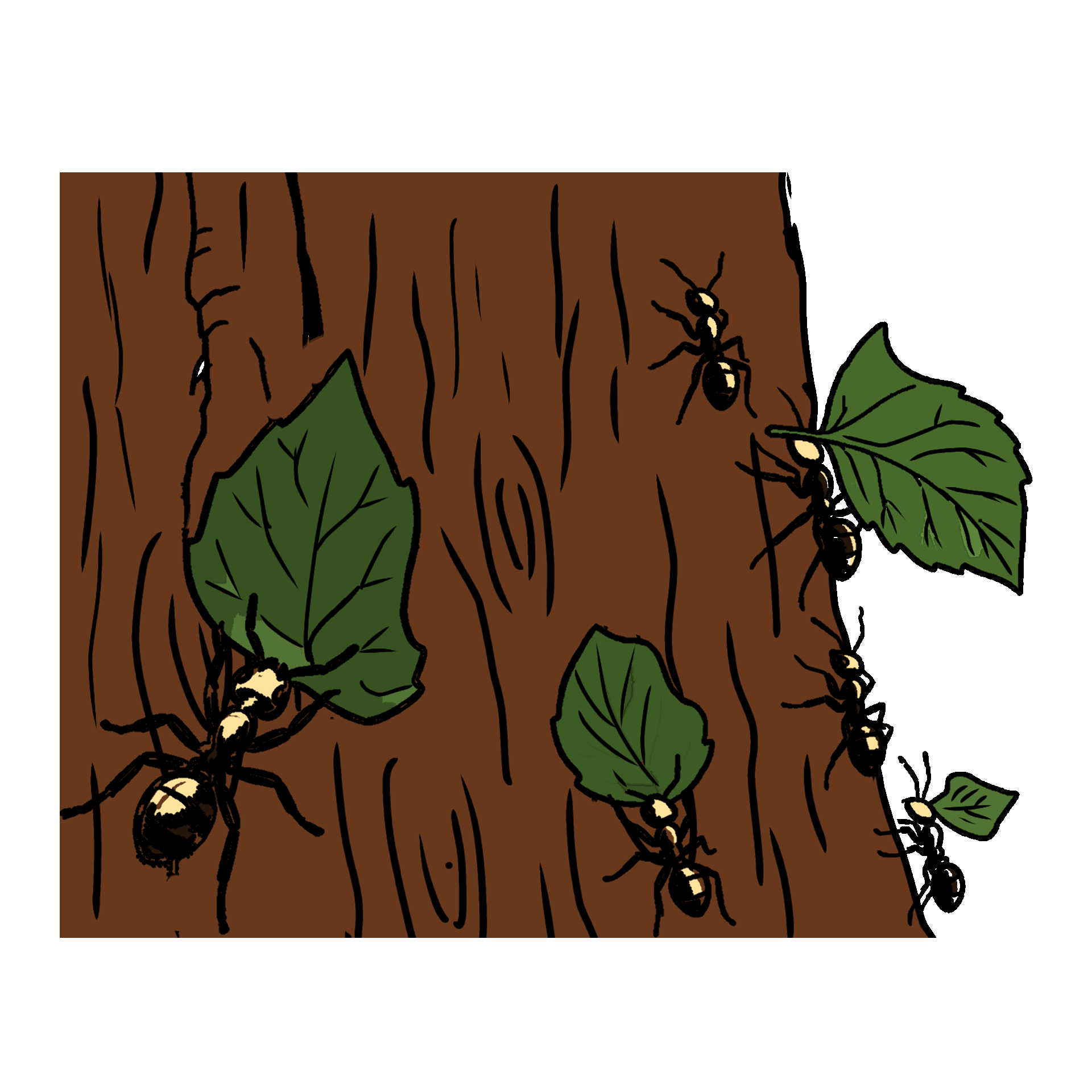 Why you cannot farm ants for export | Daily Nation