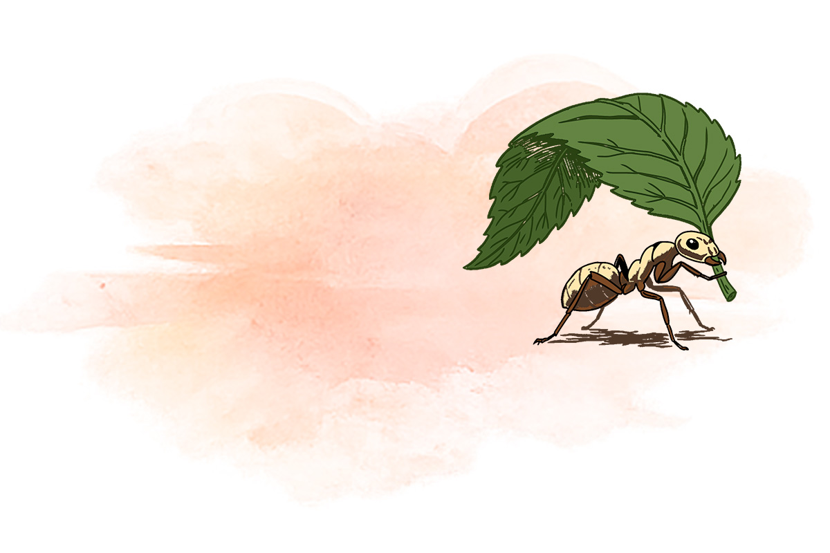 Why you cannot farm ants for export | Daily Nation