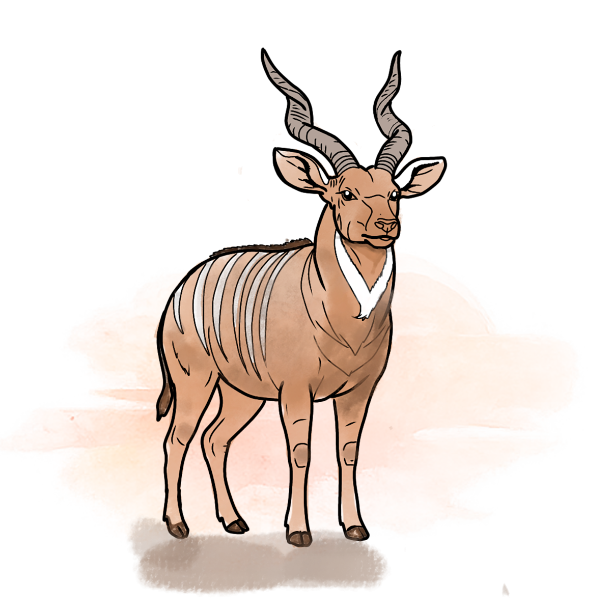Why Kenya’s mountain bongos left the country and why they are finally ...