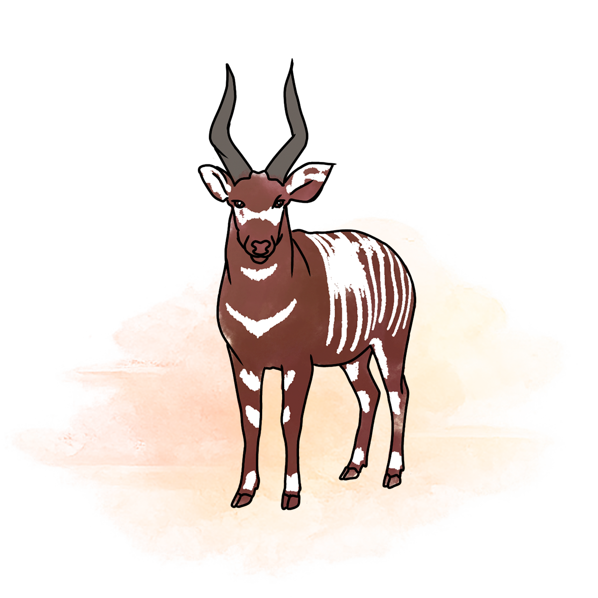 Why Kenya’s mountain bongos left the country and why they are finally ...
