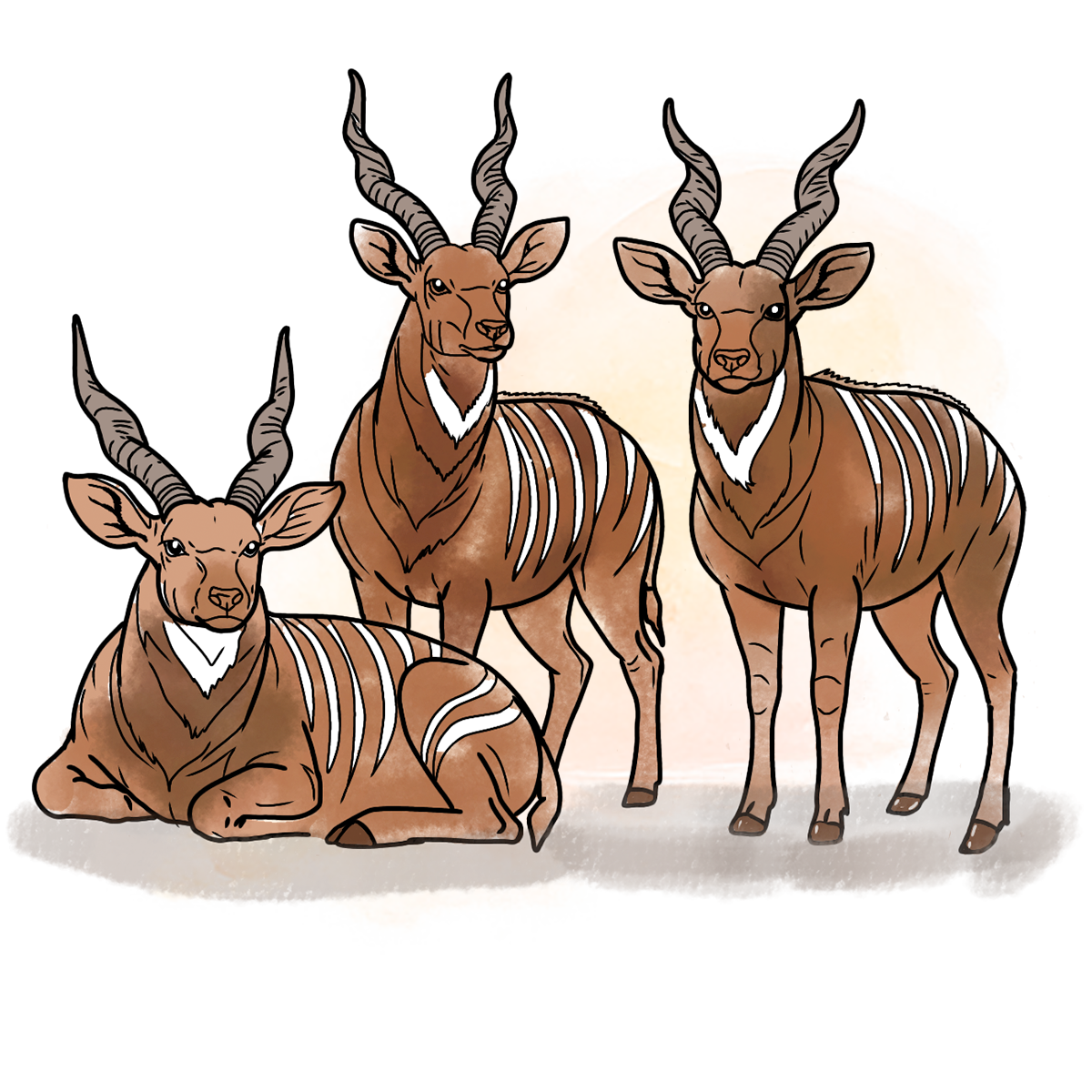 Why Kenya’s mountain bongos left the country and why they are finally ...