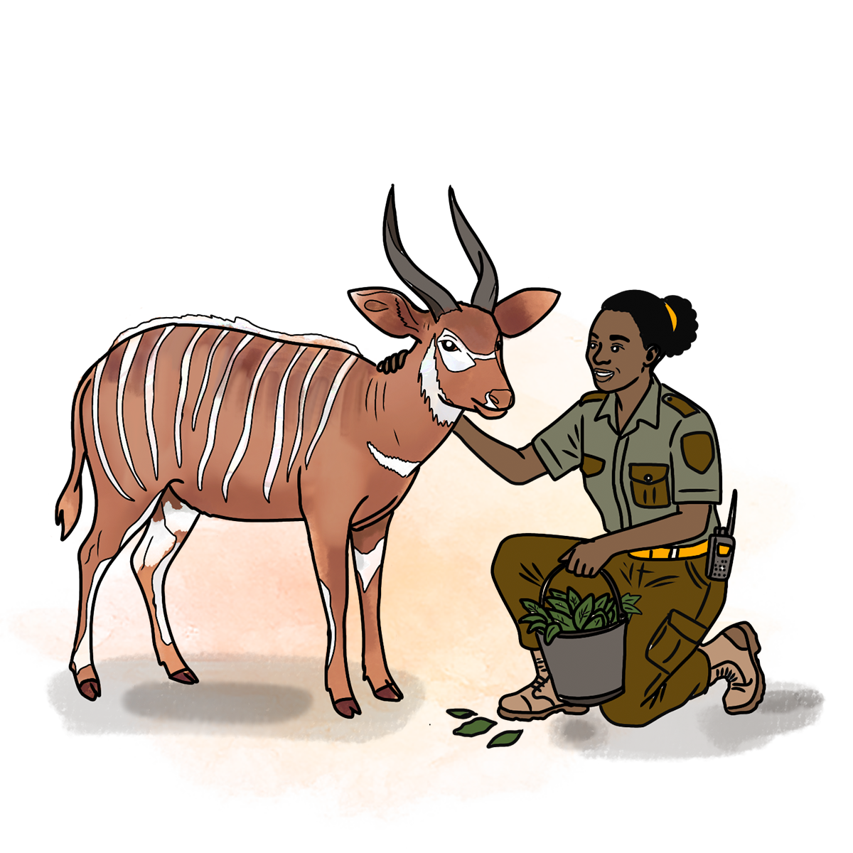 Why Kenya’s mountain bongos left the country and why they are finally ...